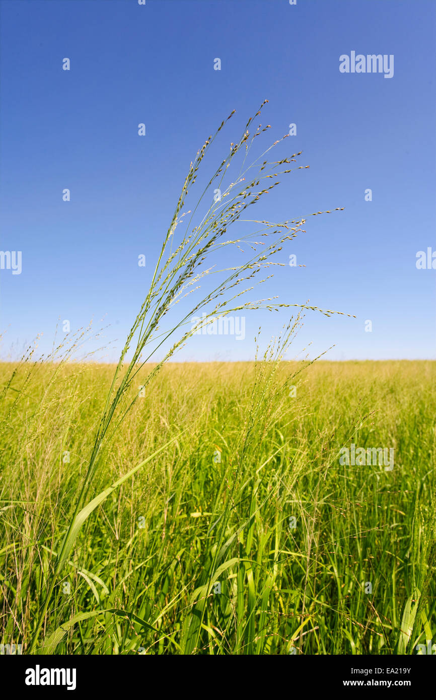 Agriculture - Switchgrass crop, grown for biofuel / near Beloit ...