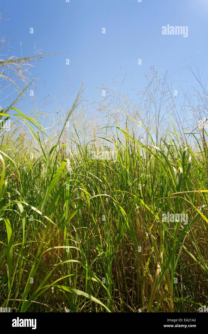 Agriculture - Switchgrass crop, grown for biofuel / near Beloit ...