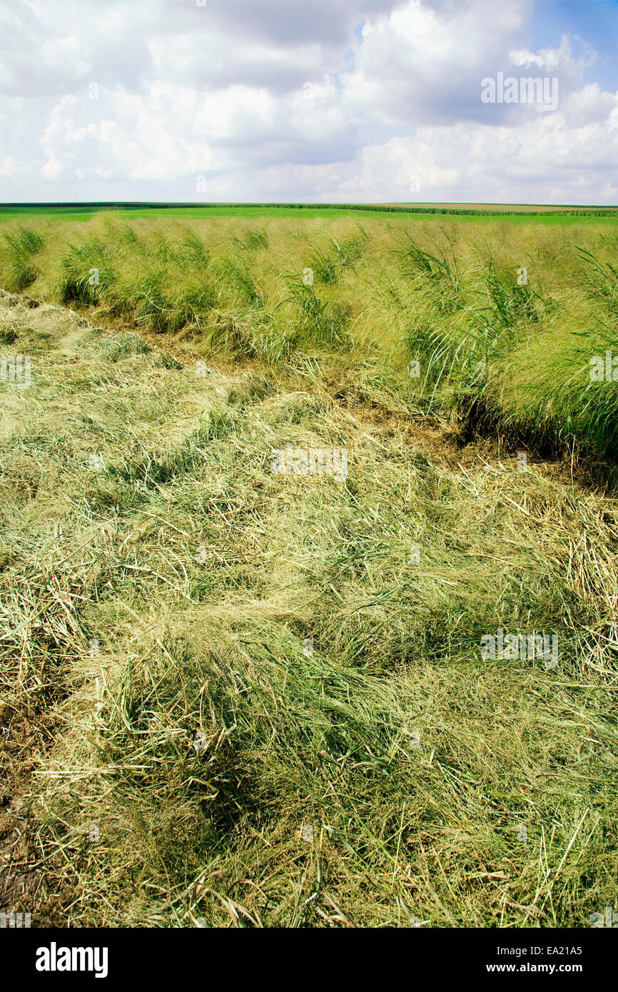Agriculture - Switchgrass crop grown for biofuel, partially cut for ...