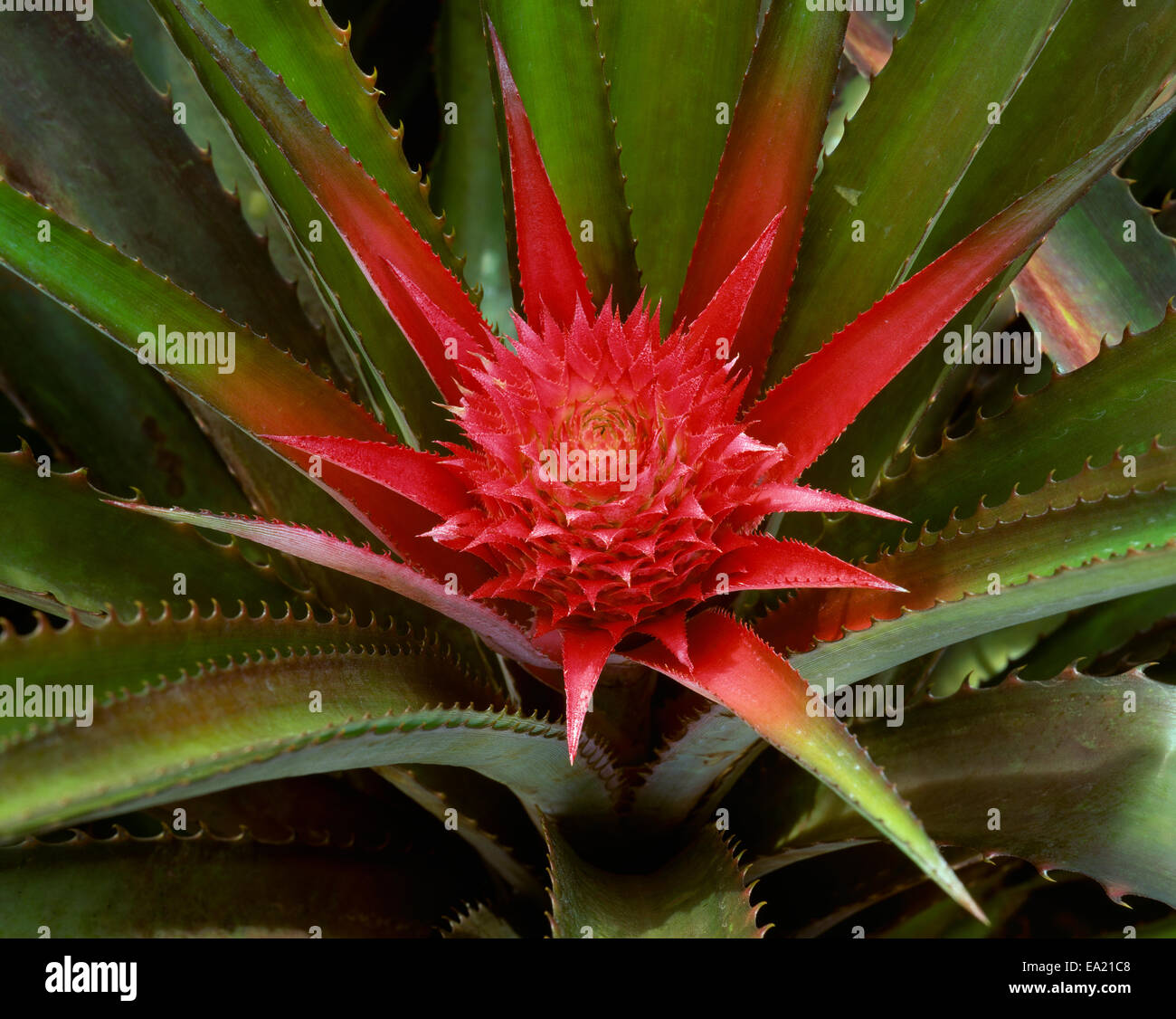 Early formation of pineapple hi-res stock photography and images - Alamy