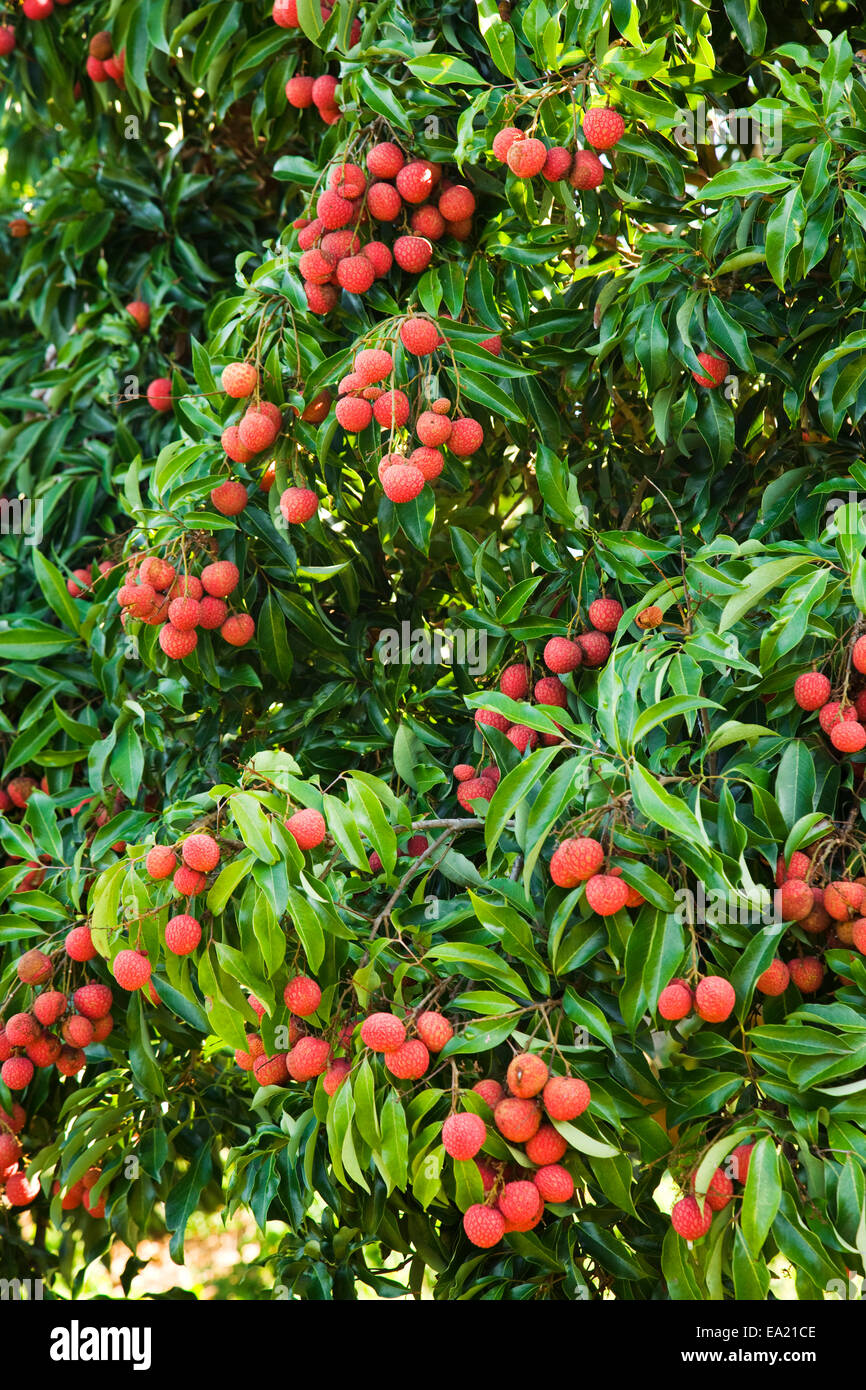 Lychee farming hi-res stock photography and images - Alamy