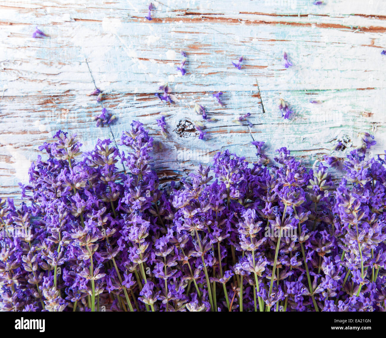 Lavender top view hi-res stock photography and images - Alamy