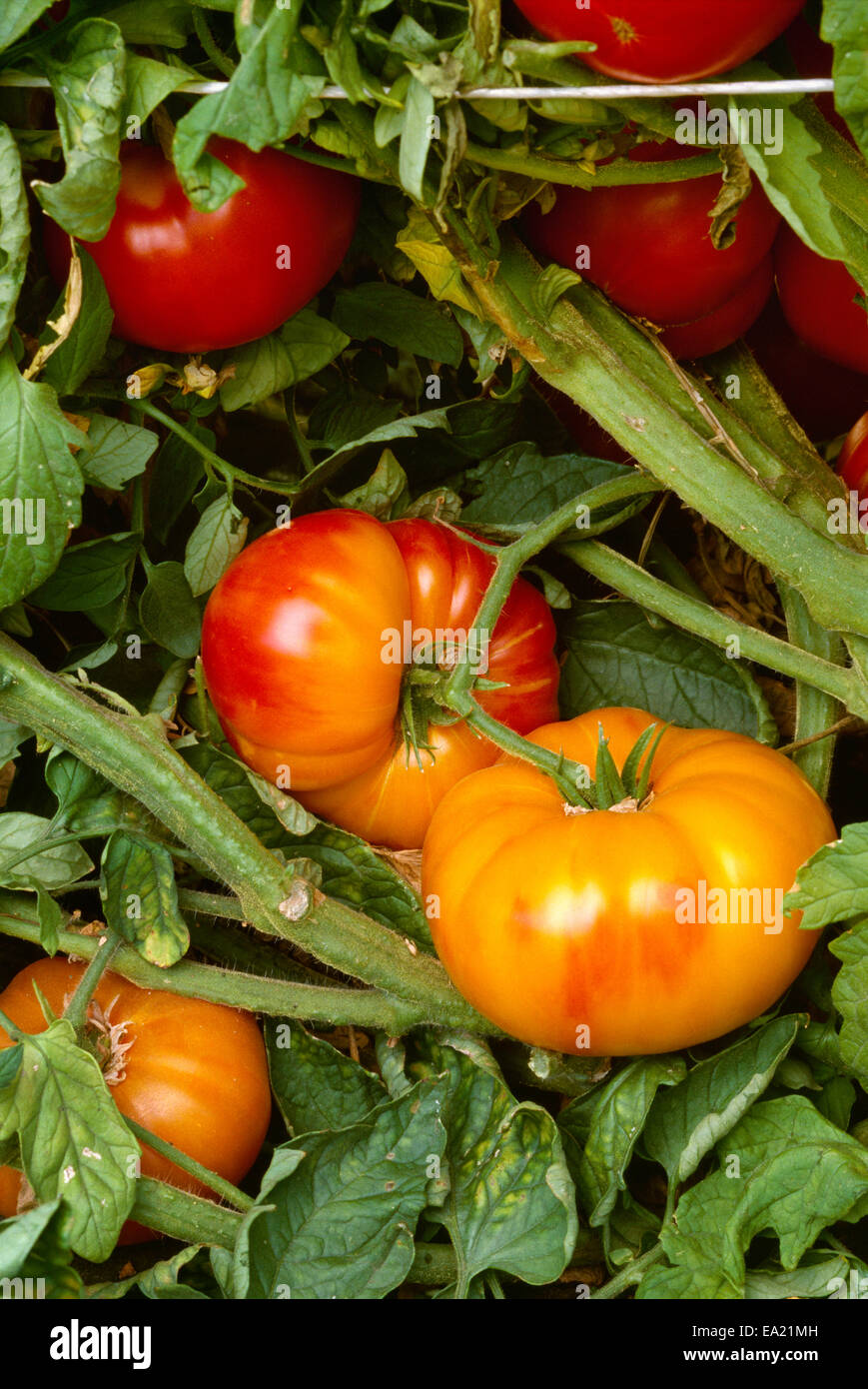 Agriculture - Heirloom tomatoes on the vine, "Big Rainbow" variety ...