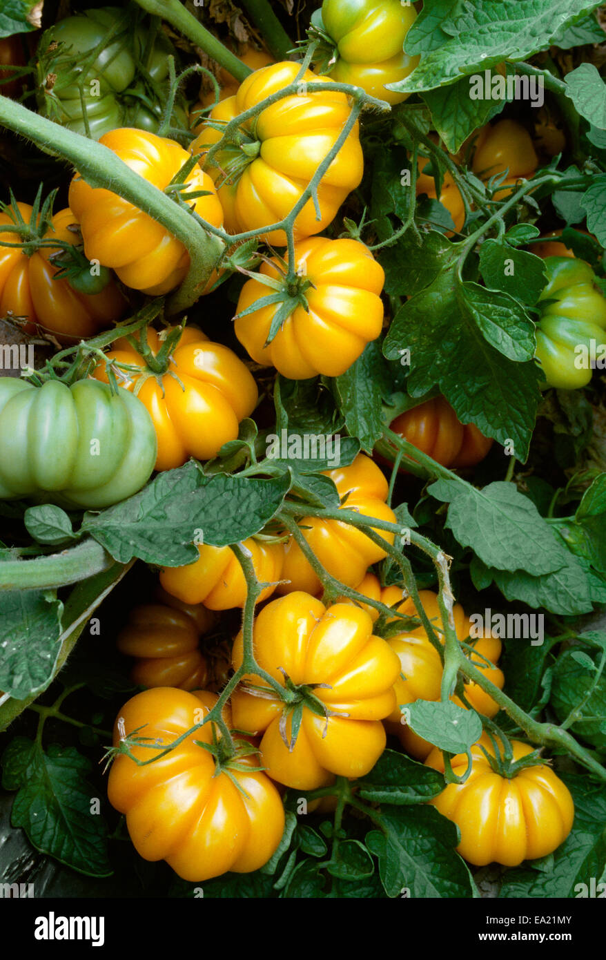 Agriculture - Heirloom tomatoes on the vine, "Yellow Ruffled" variety ...
