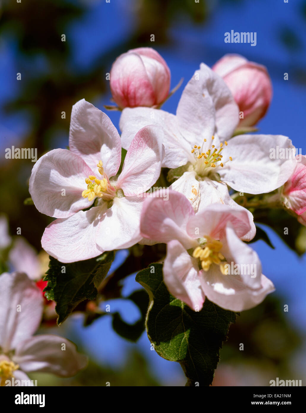 Peshastin High Resolution Stock Photography and Images - Alamy