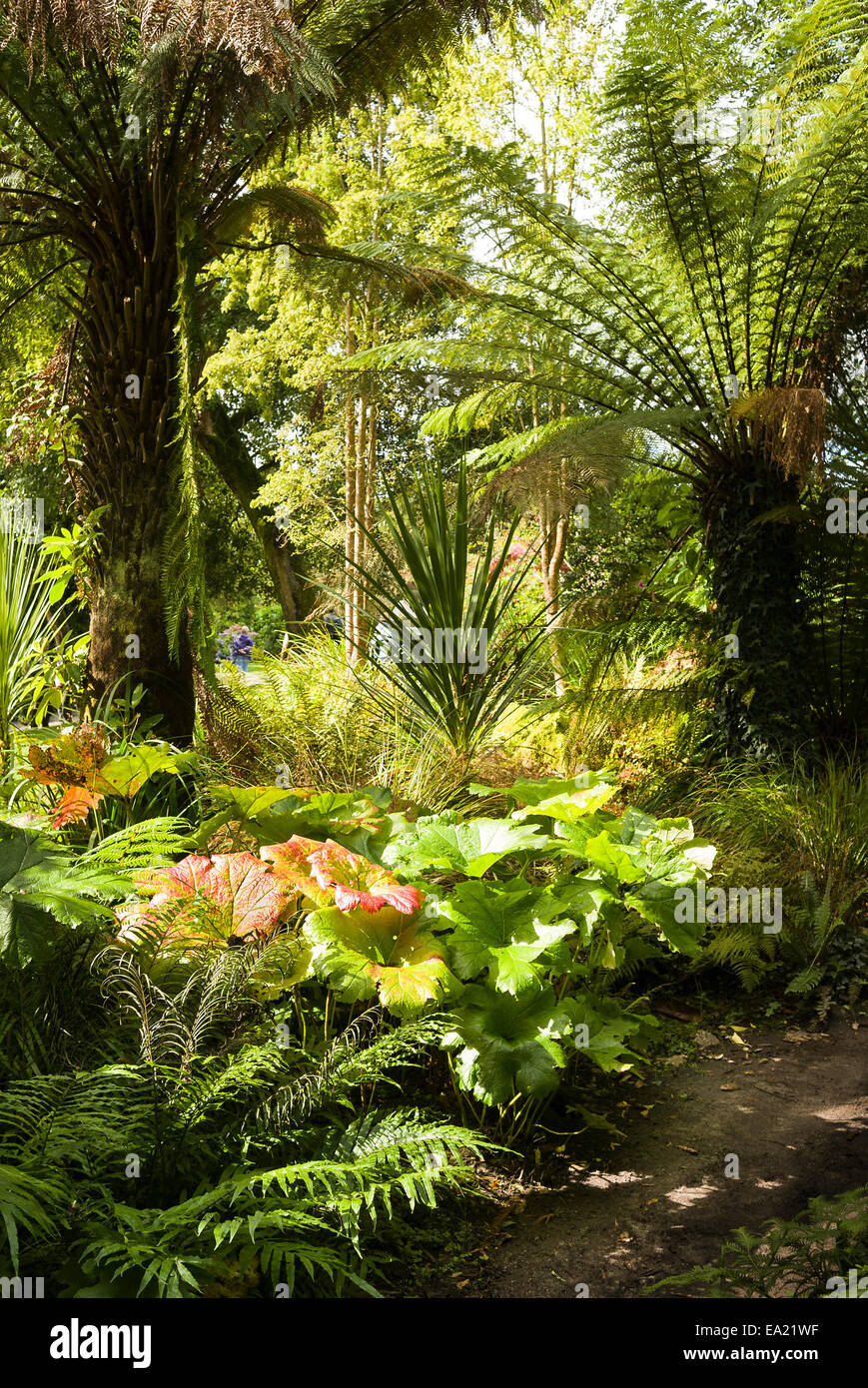 Lost gardens of heligan hi-res stock photography and images - Alamy