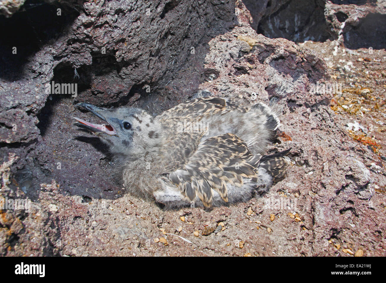 Yellow Legged Gull (Larus michahellis) pullus or chick of about one ...