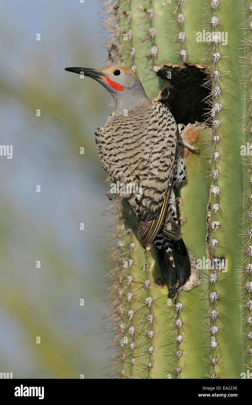 Gilded Flicker - Colaptes chrysoides - male Stock Photo - Alamy