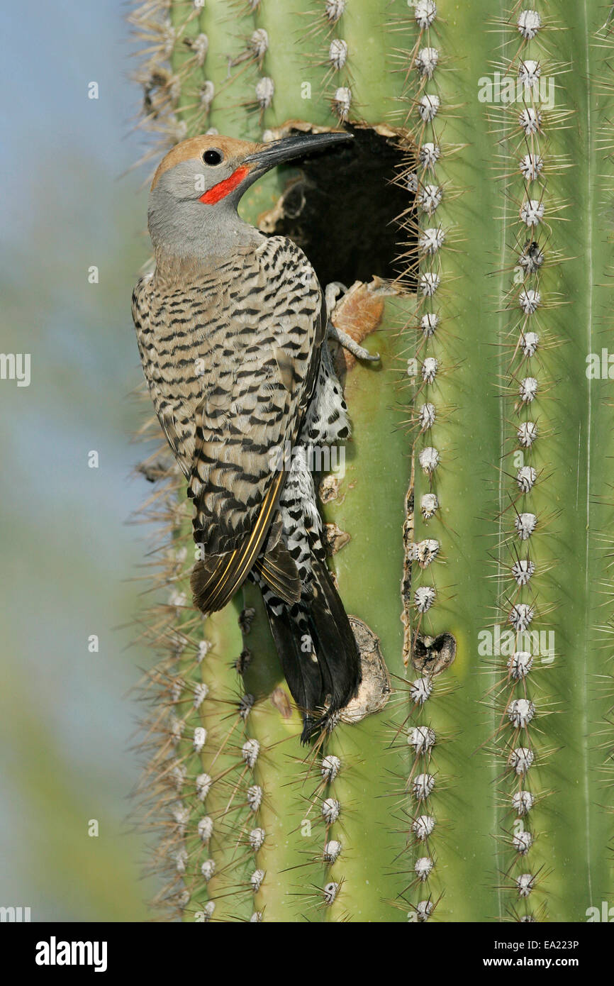 Gilded Flicker - Colaptes chrysoides - male Stock Photo - Alamy