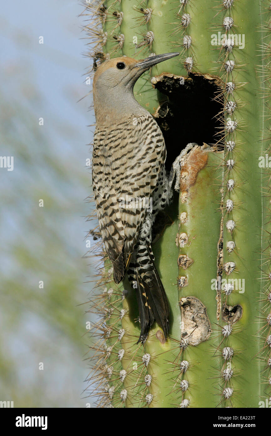 Gilded Flicker - Colaptes chrysoides - male Stock Photo - Alamy