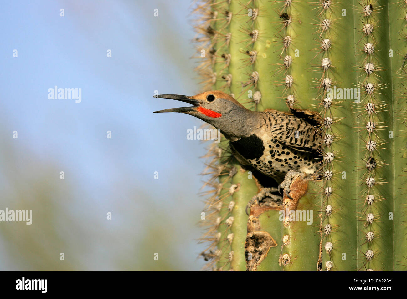 Gilded flicker woodpecker hi-res stock photography and images - Alamy