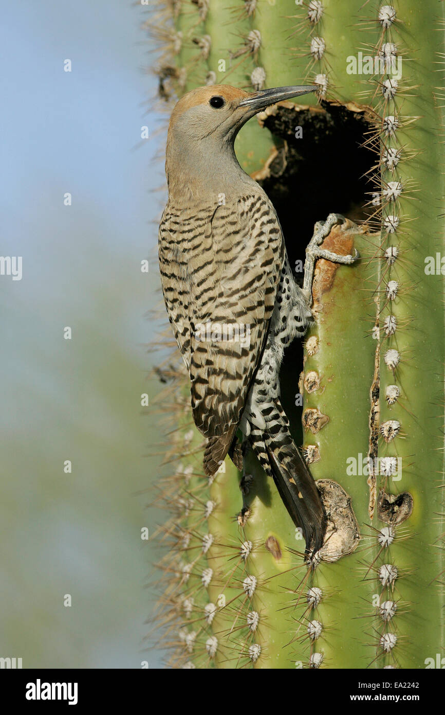 Gilded flicker colaptes chrysoides female hi-res stock photography and ...