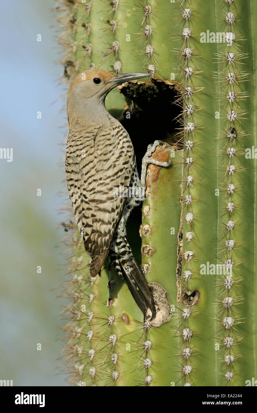 Gilded Flicker - Colaptes chrysoides - female Stock Photo - Alamy