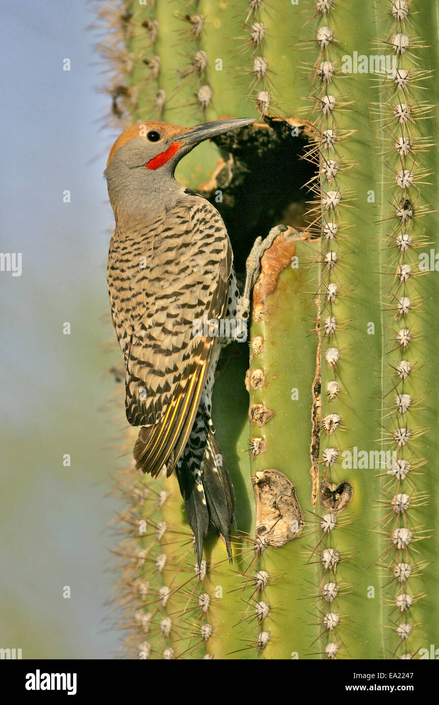 Gilded flicker woodpecker hi-res stock photography and images - Alamy