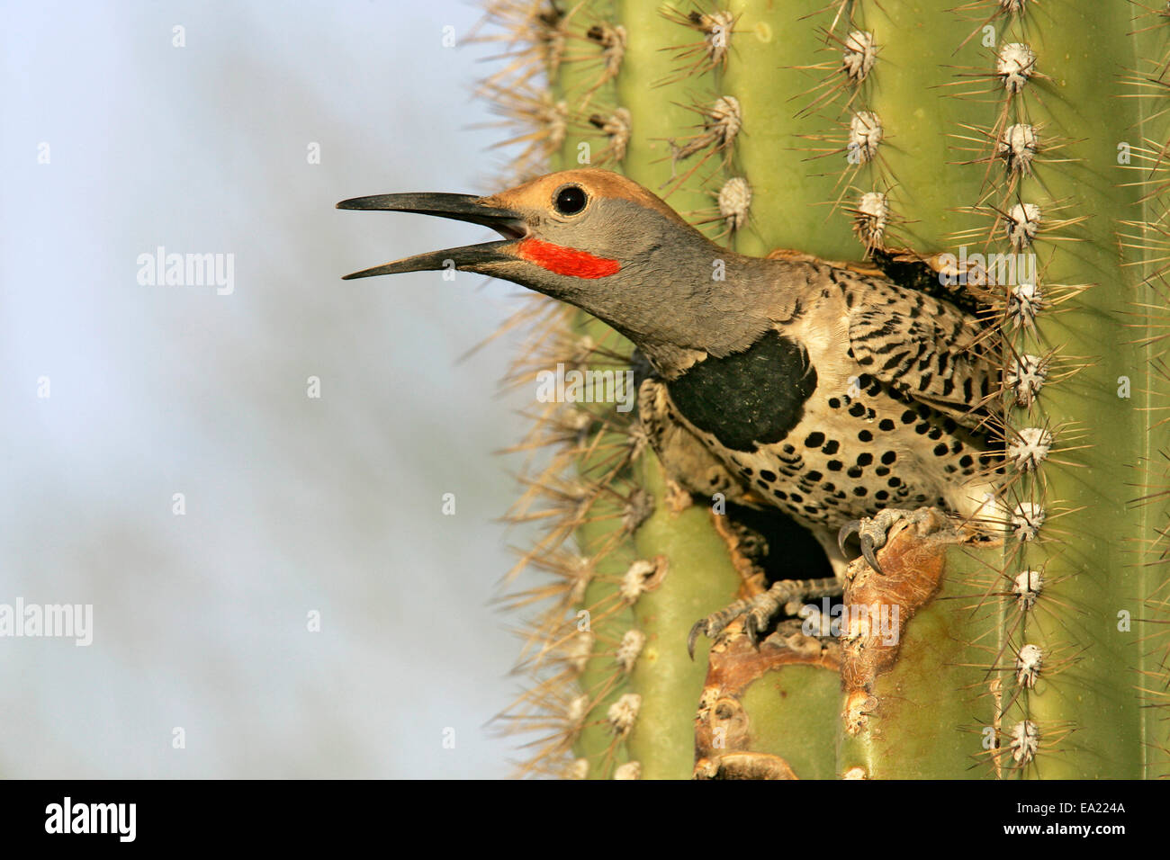 Gilded Flicker - Colaptes chrysoides - male Stock Photo - Alamy