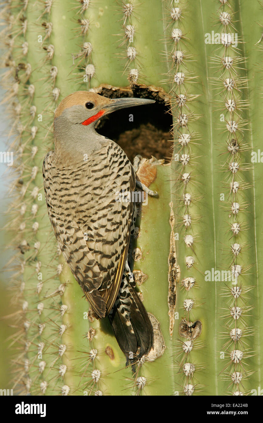 Gilded Flicker - Colaptes chrysoides - male Stock Photo - Alamy