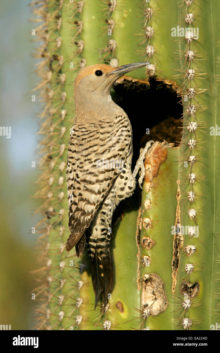 Southern flicker hi-res stock photography and images - Alamy