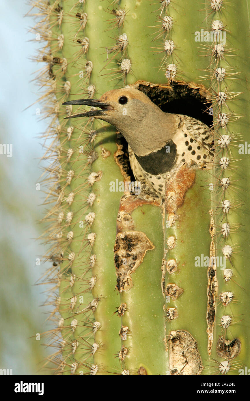 Gilded Flicker - Colaptes chrysoides - female Stock Photo - Alamy