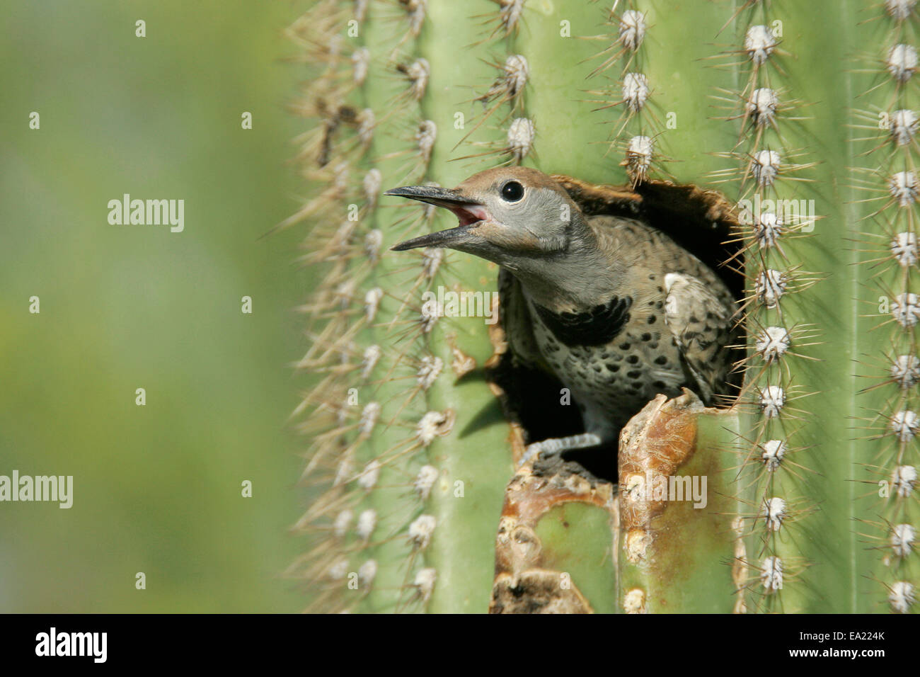 Gilded Flicker - Colaptes chrysoides - juvenile Stock Photo - Alamy