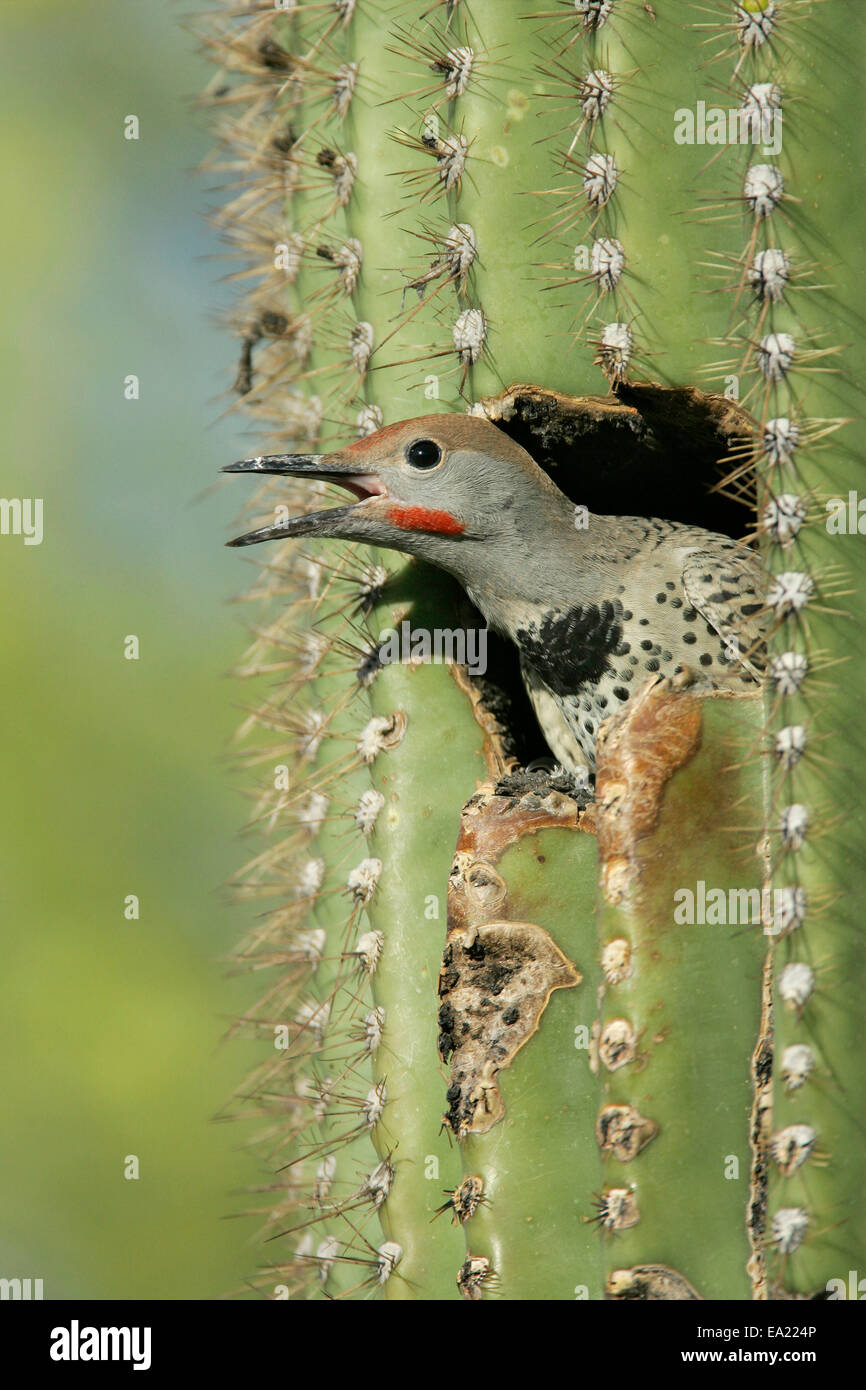 Juvenile flicker hi-res stock photography and images - Alamy