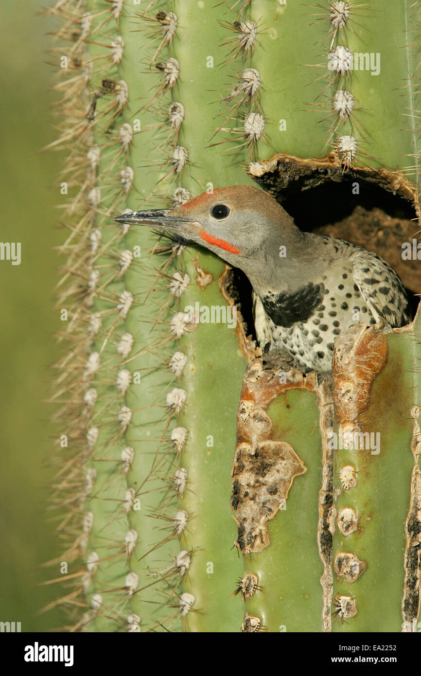 Juvenile flicker hi-res stock photography and images - Alamy