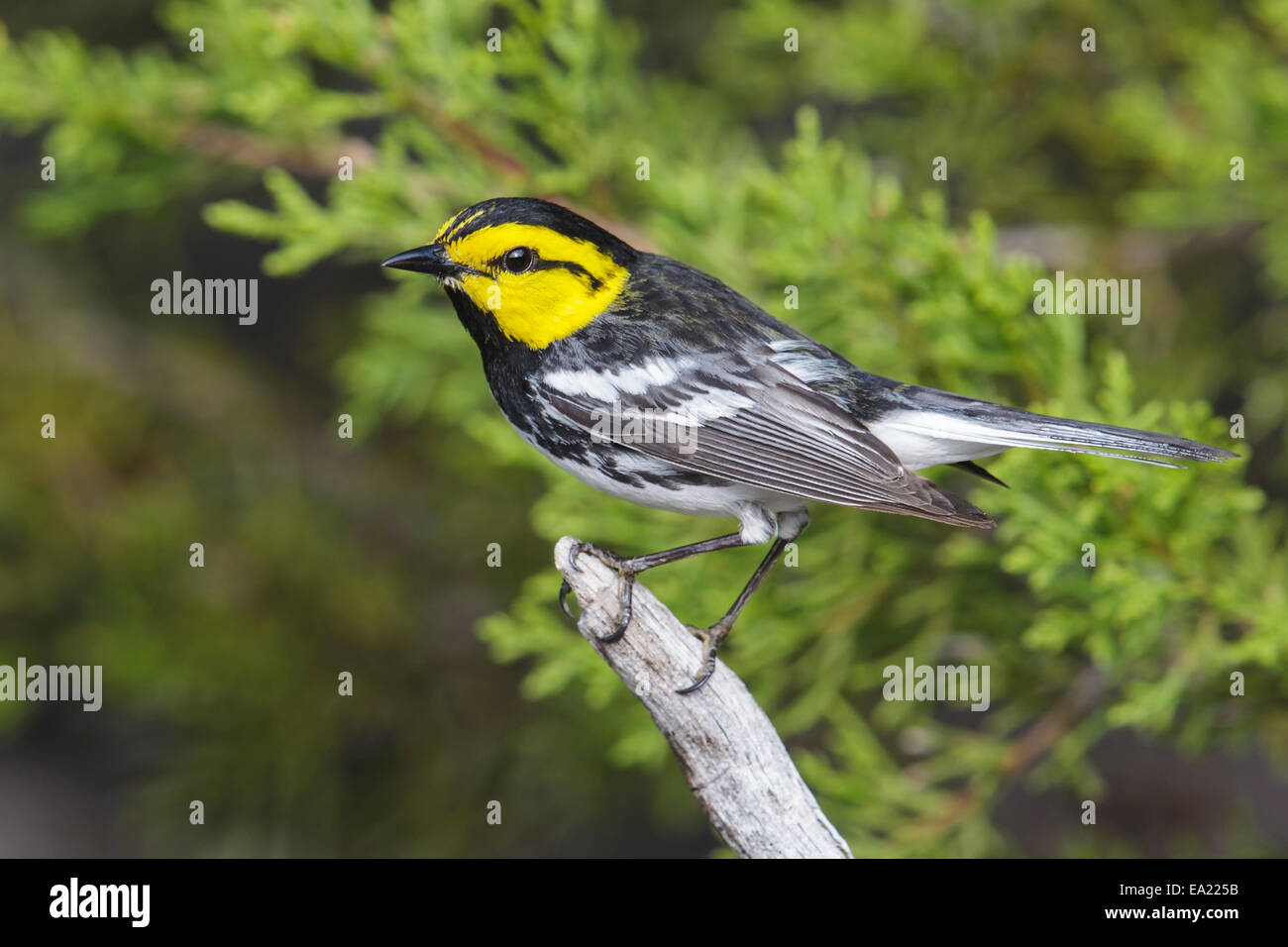 Gold cheek warbler hi-res stock photography and images - Alamy