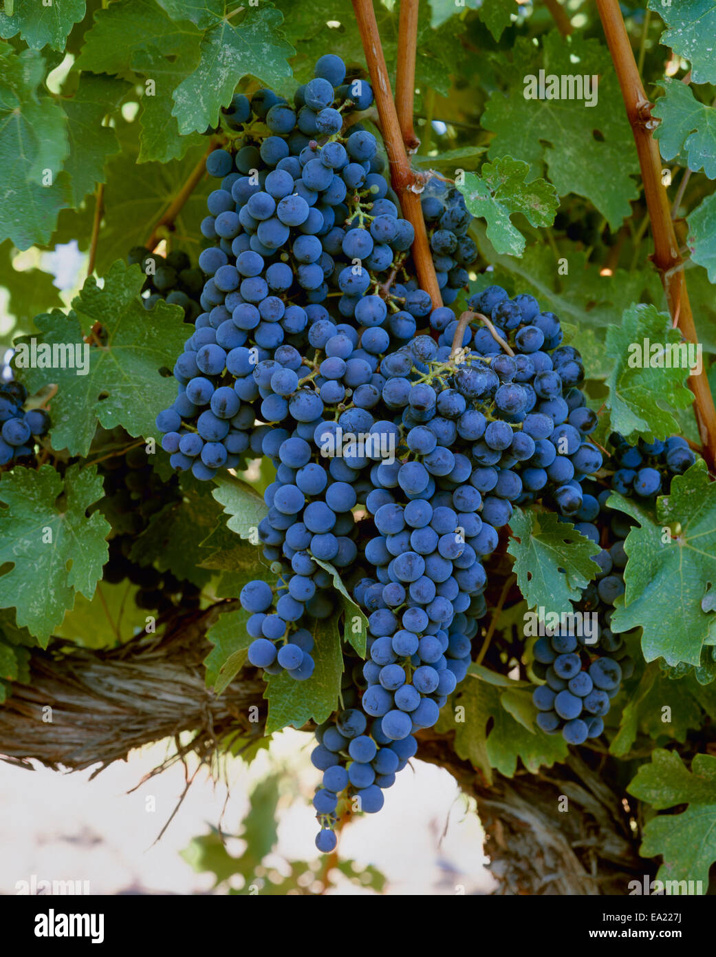 Tight Clusters High Resolution Stock Photography and Images - Alamy
