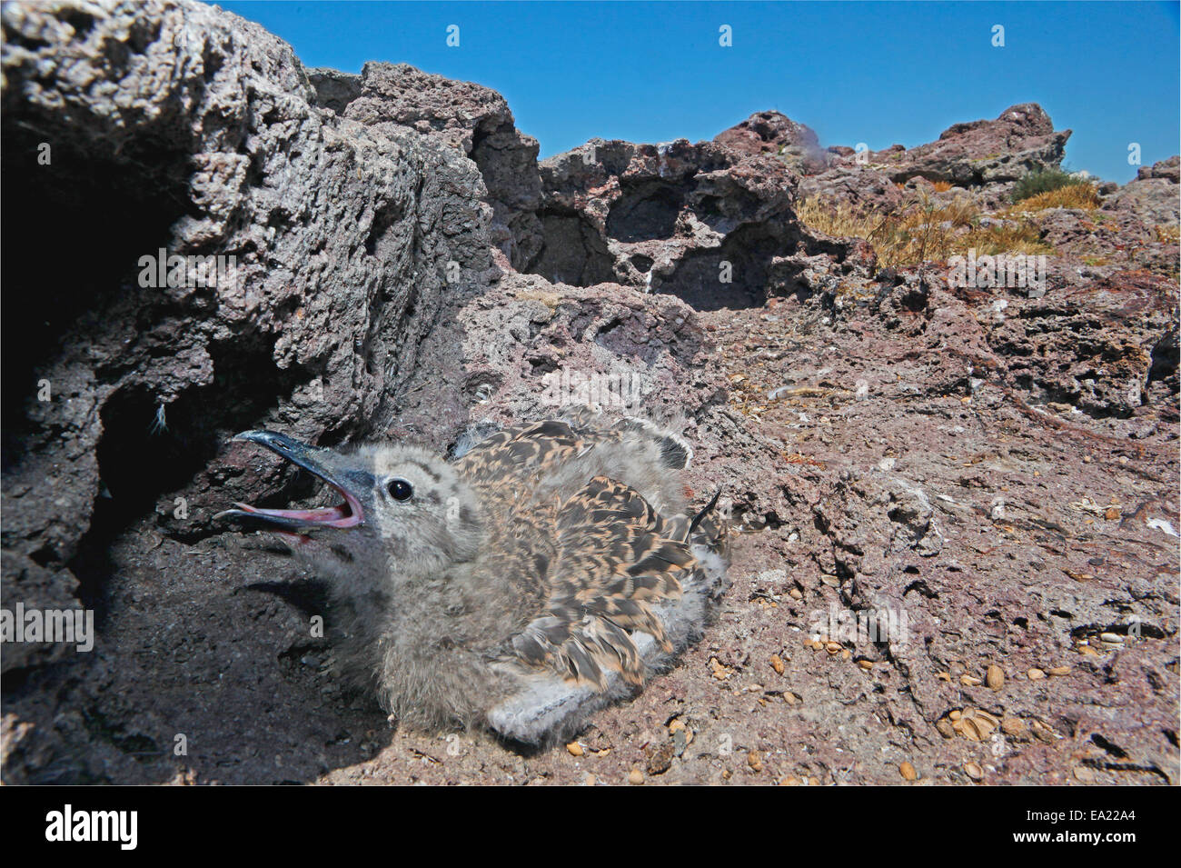 Yellow Legged Gull (Larus michahellis) pullus or chick of about one ...