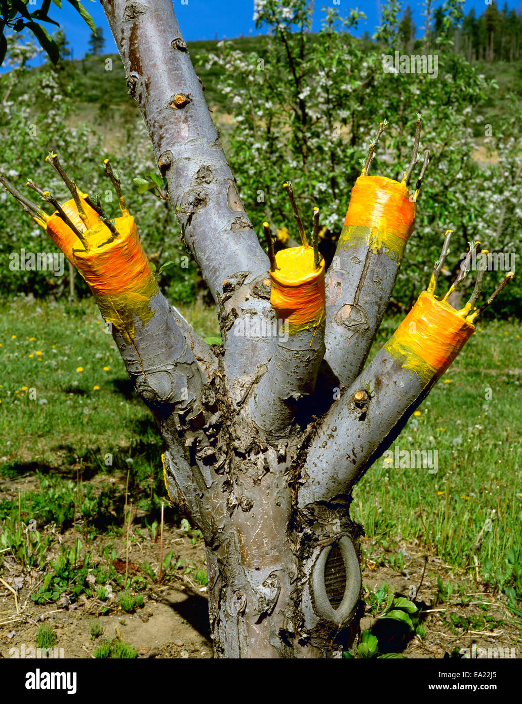 Charles crisp hi-res stock photography and images - Alamy