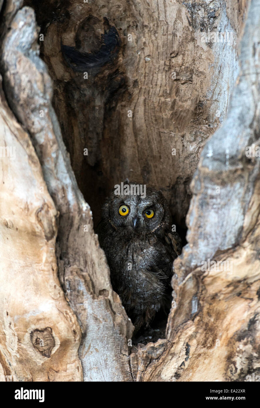 Eurasian scops owl (Otus scops) inside a tree Sardinia Italy Stock ...