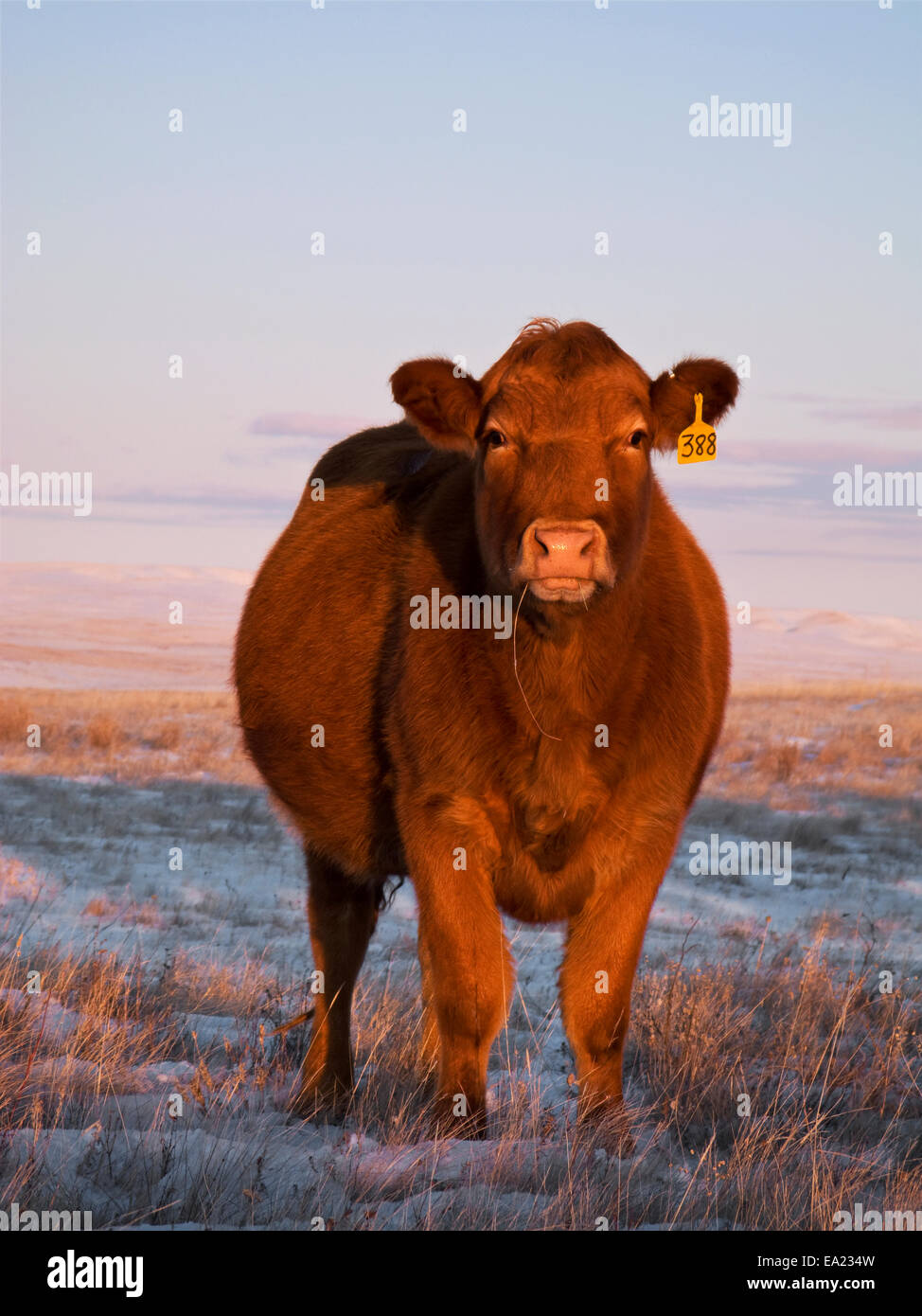Livestock - Red Angus heifer on a snow covered Winter native prairie ...