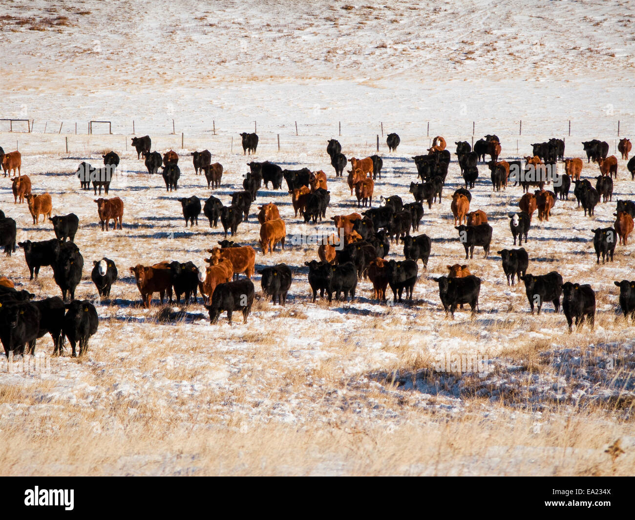 Red black cows hi-res stock photography and images - Alamy