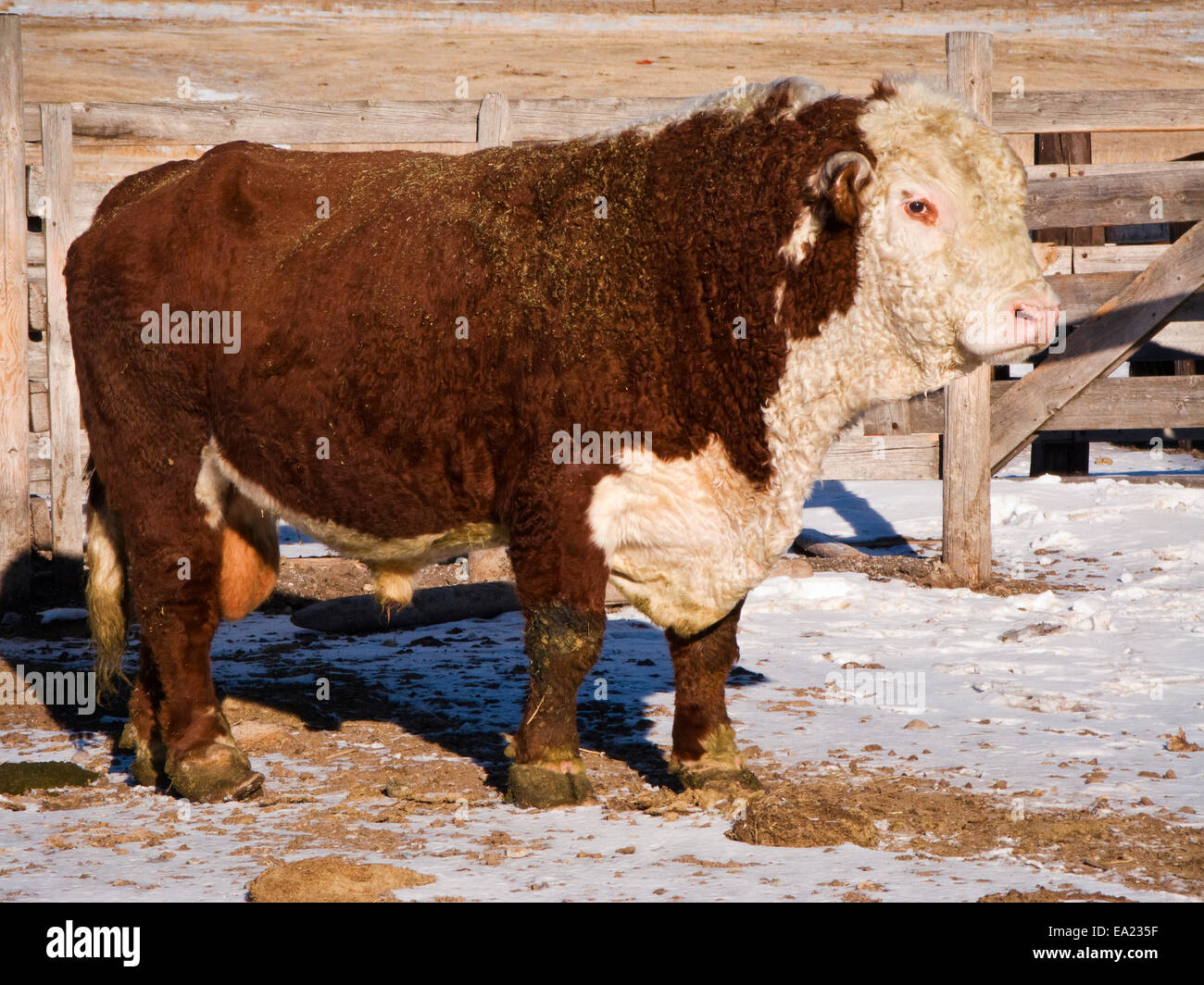 Livestock - Hereford bull in a snow covered corral in Winter / Alberta ...