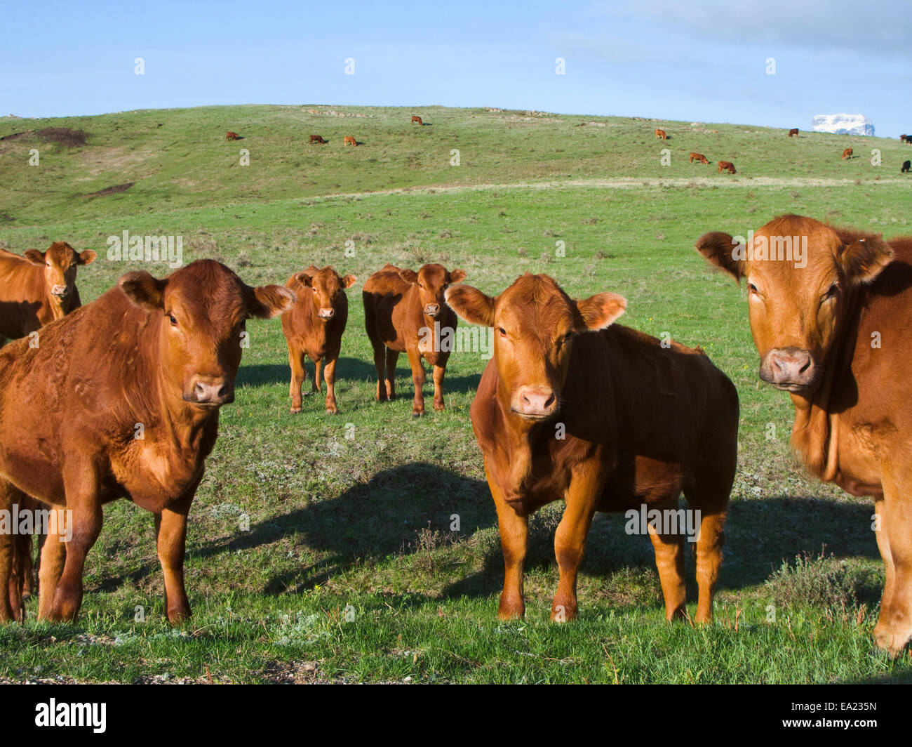 Livestock - Red Angus beef heifers on a rolling green Spring pasture ...
