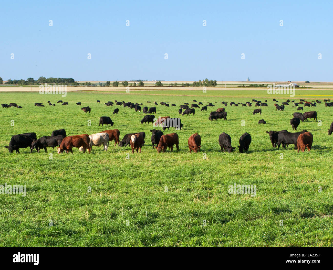 Irrigated pasture hi-res stock photography and images - Alamy