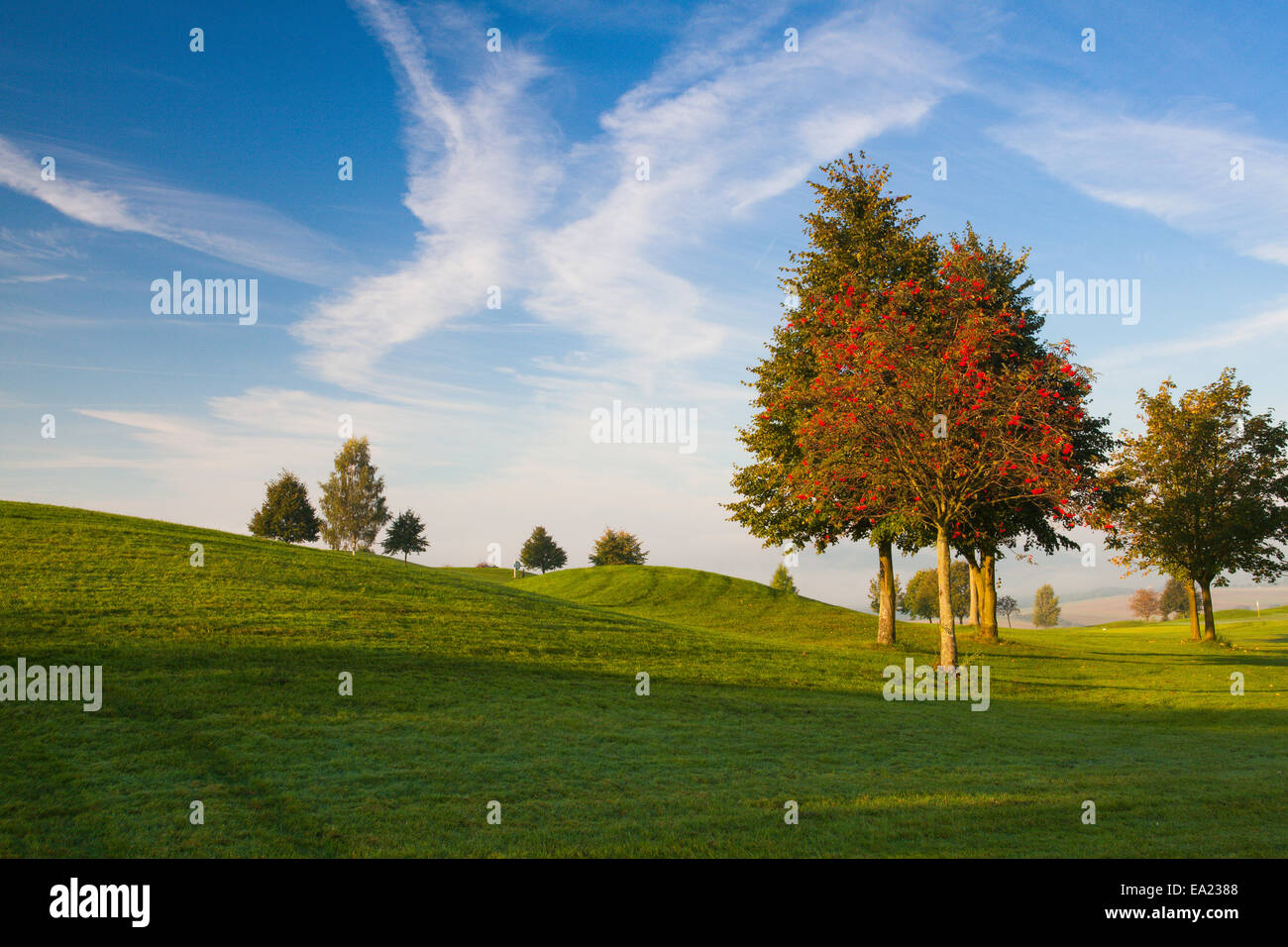 Misty morning on a empty golf course Stock Photo - Alamy