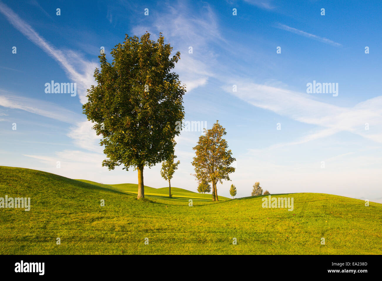 Misty morning on a empty golf course Stock Photo - Alamy