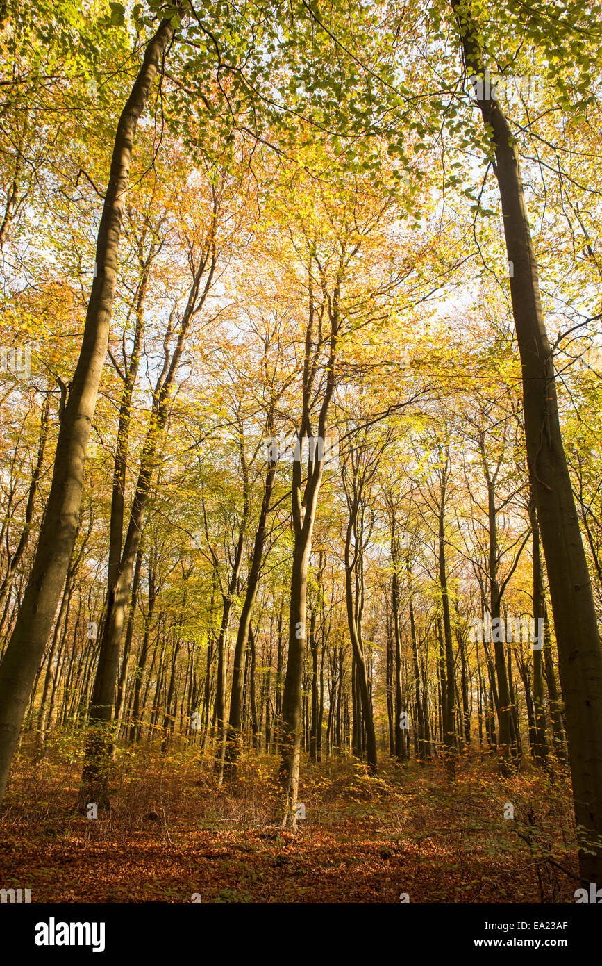 Vibrant autumn colours in the forest, Nottinghamshire England UK Stock ...