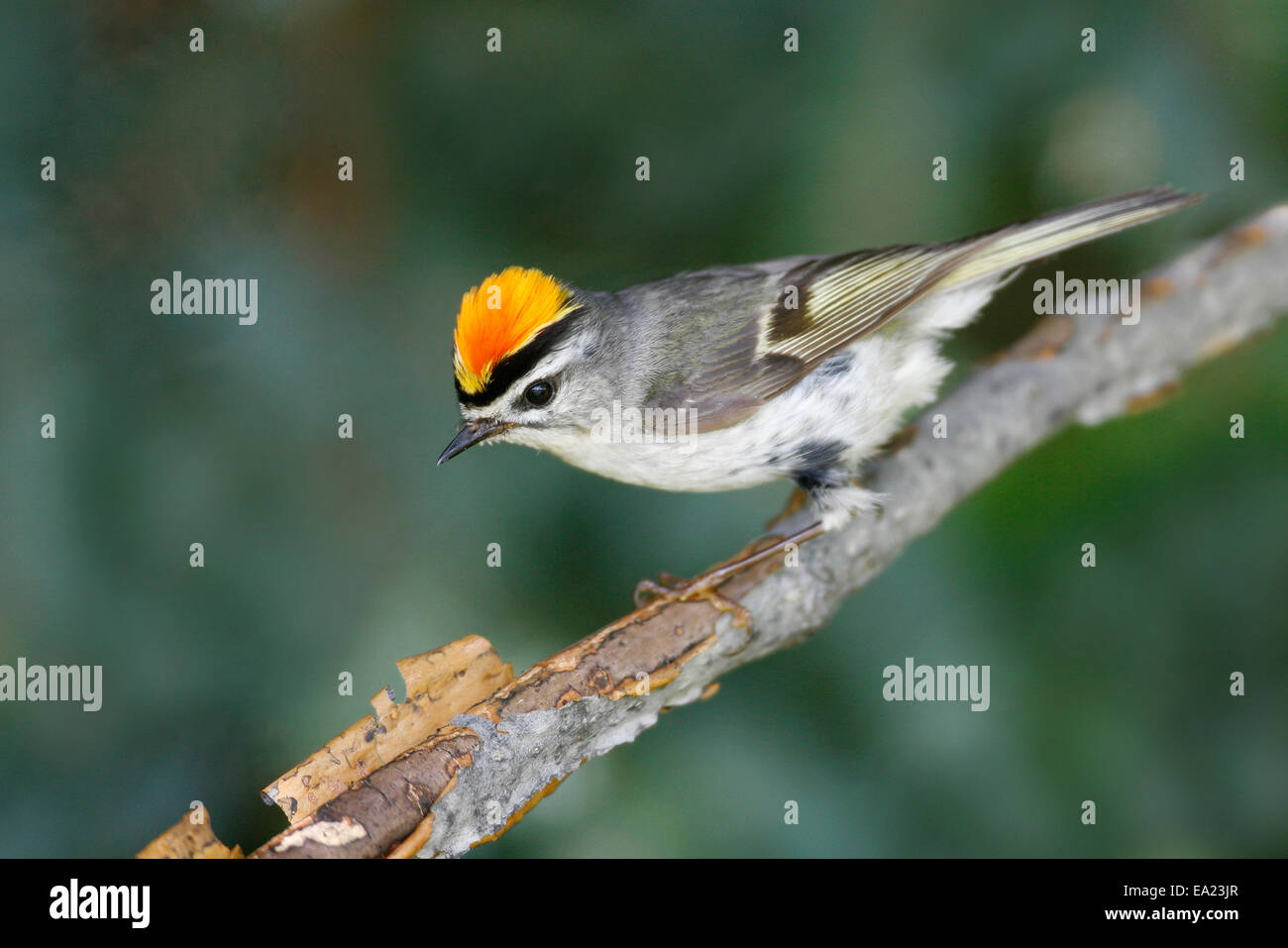 Golden-crowned Kinglet - Regulus satrapa - male Stock Photo - Alamy