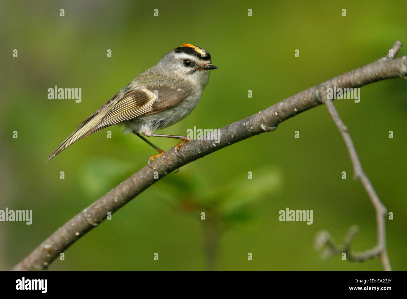 Regulus satrapa hi-res stock photography and images - Alamy