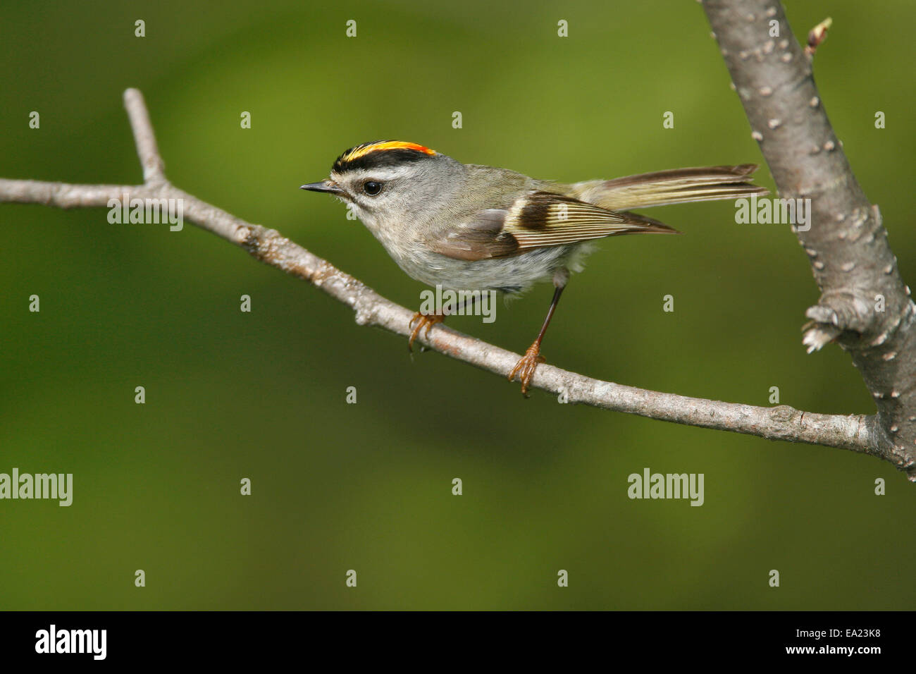 Regulus satrapa hi-res stock photography and images - Alamy