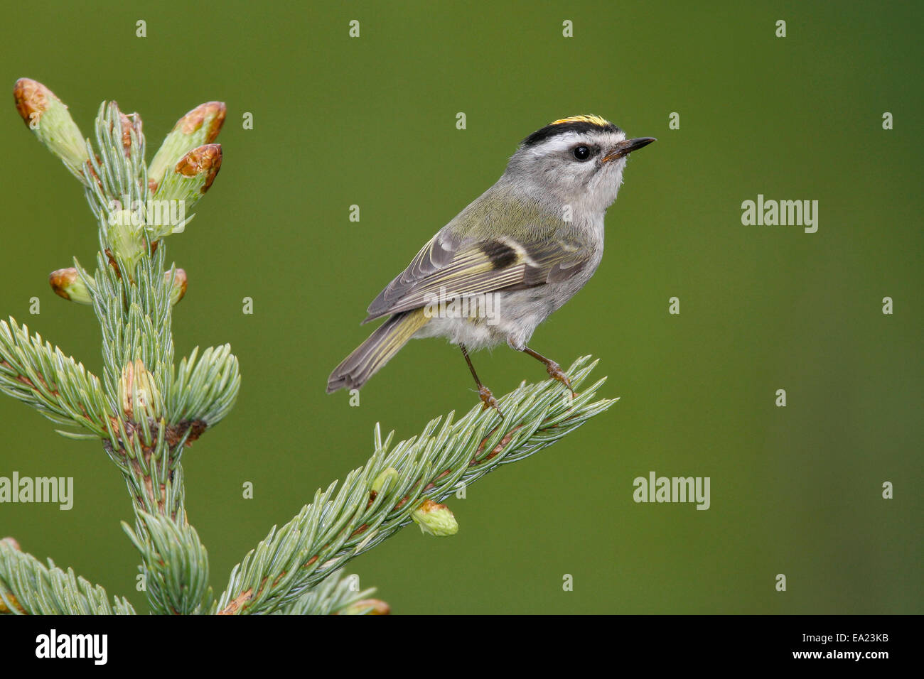 Golden-crowned Kinglet - Regulus satrapa - male Stock Photo - Alamy