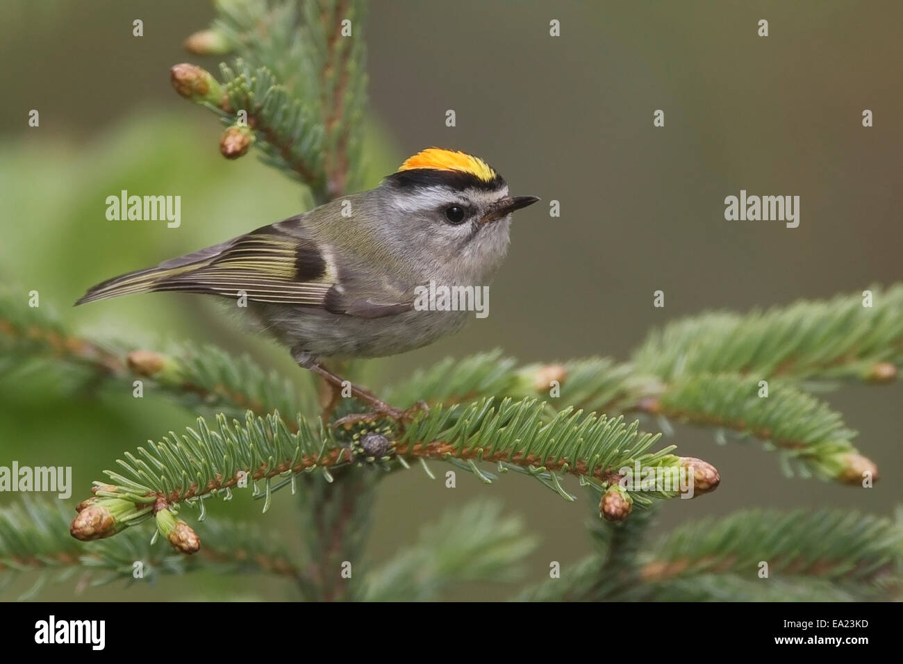 Golden-crowned Kinglet - Regulus satrapa - male Stock Photo - Alamy
