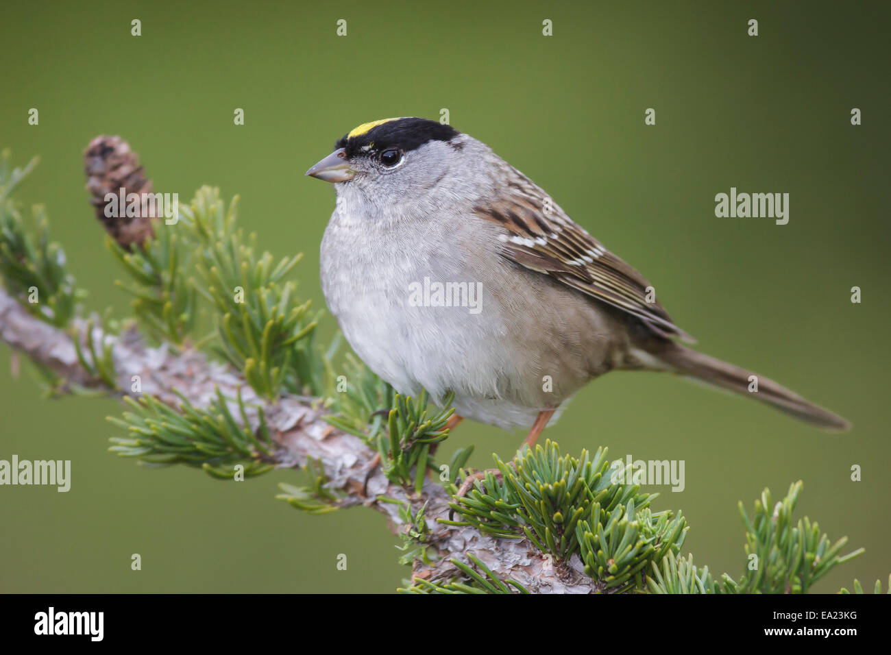 Gold crowned sparrow hi-res stock photography and images - Alamy