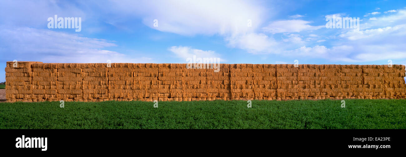 Agriculture - Stacks of alfalfa hay bales with alfalfa field in the ...