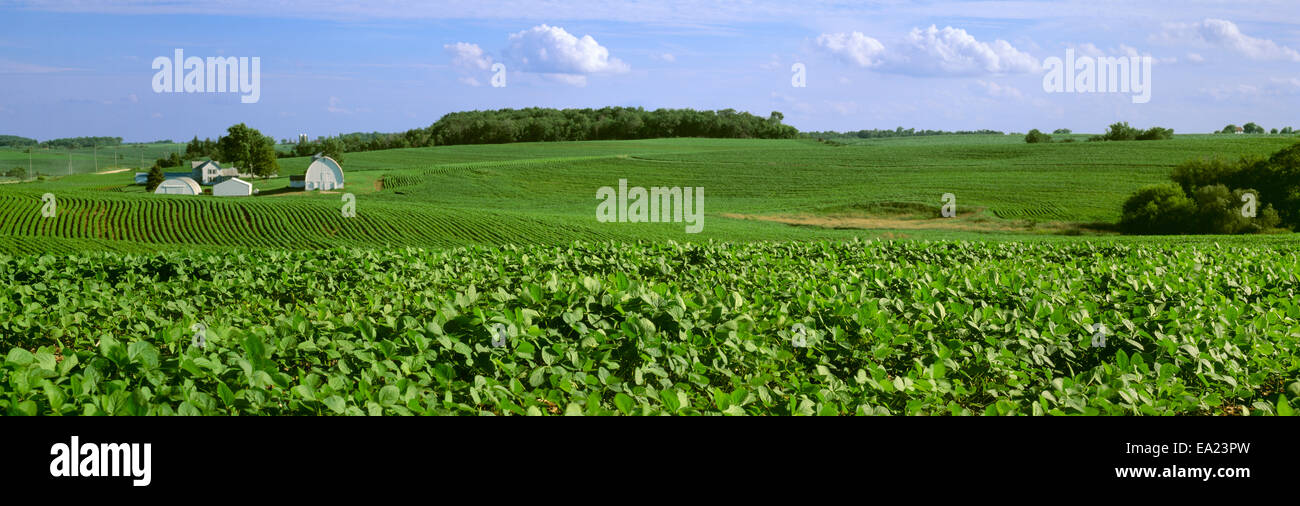 Agriculture - Mid growth soybean fields on rolling hills with a ...