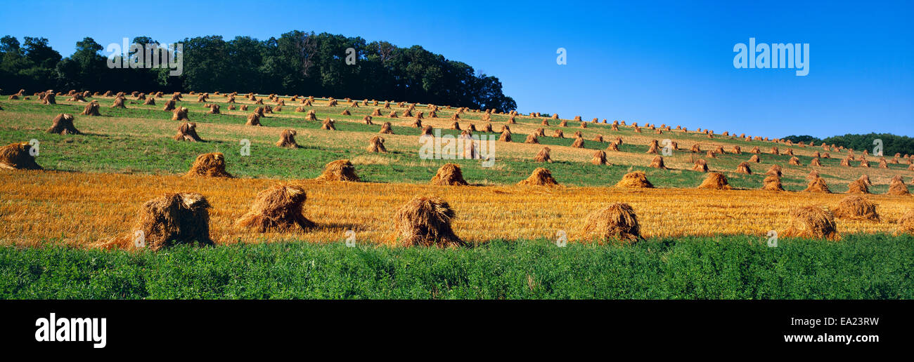 Contour strips of harvested oats in drying shocks and green unharvested ...