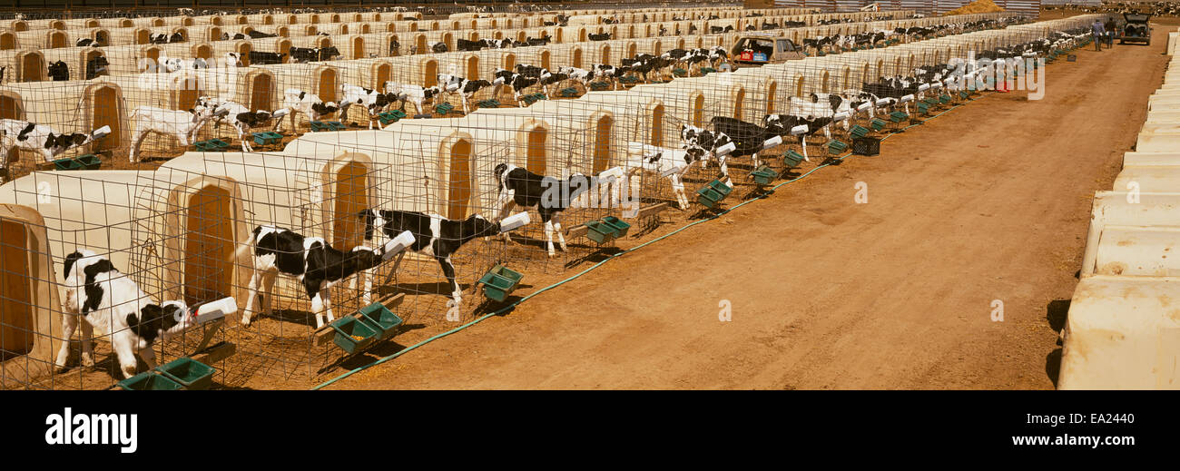 Agriculture - Rows of calf hutches with Holstein dairy calves being ...