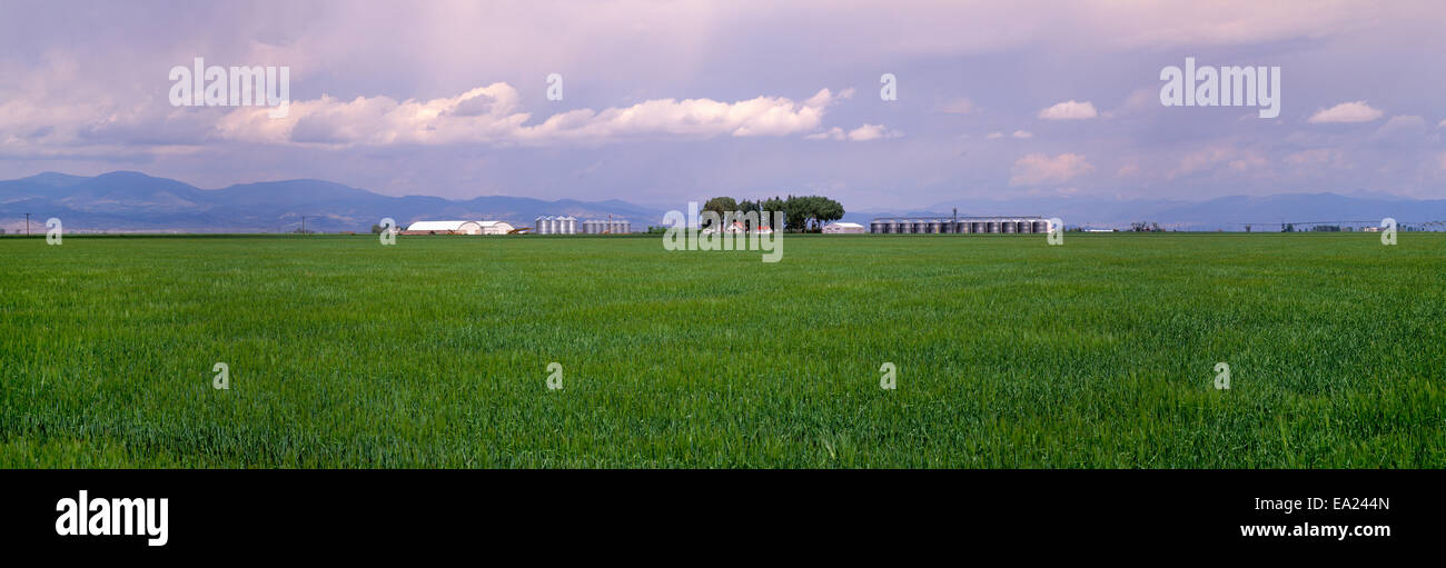 Barley farmstead hi-res stock photography and images - Alamy