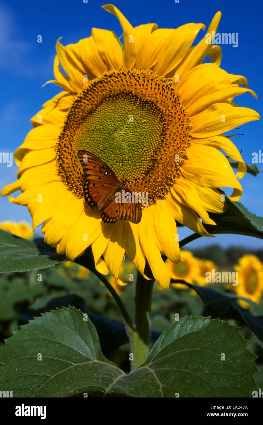 Agriculture - Insects, sunflower with Gulf Fritillary Butterfly ...